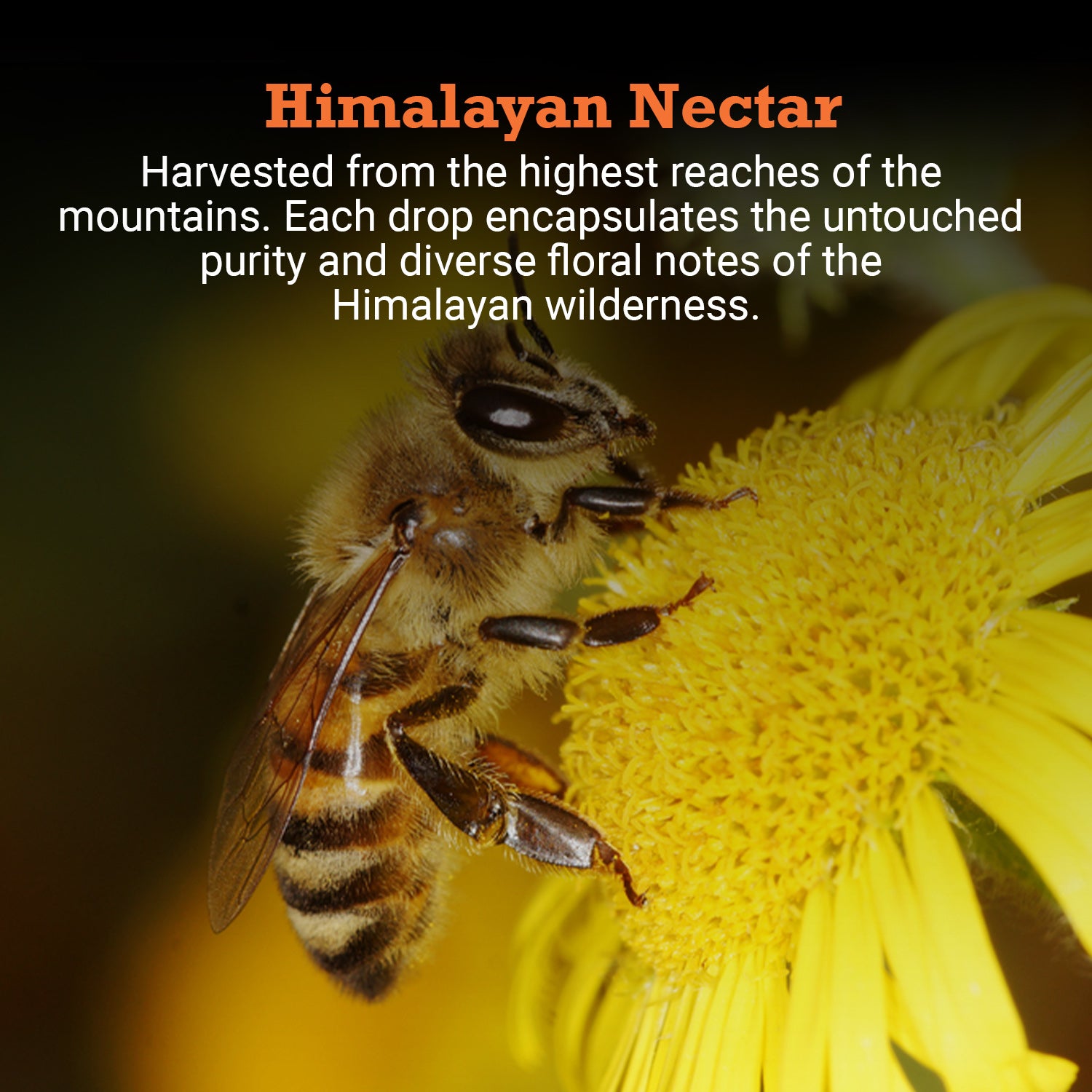 Pahadi Honey - 100% Unprocessed Organic Raw Honey (500g) – First Bud ...